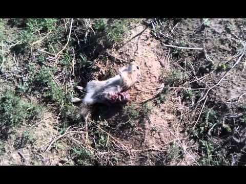 Gopher with guts hanging out still alive - YouTube