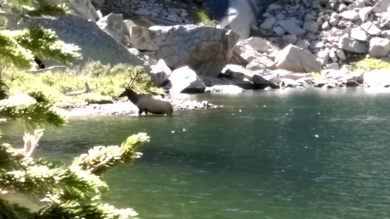 Elk swimming in Black Lake RMNP - YouTube