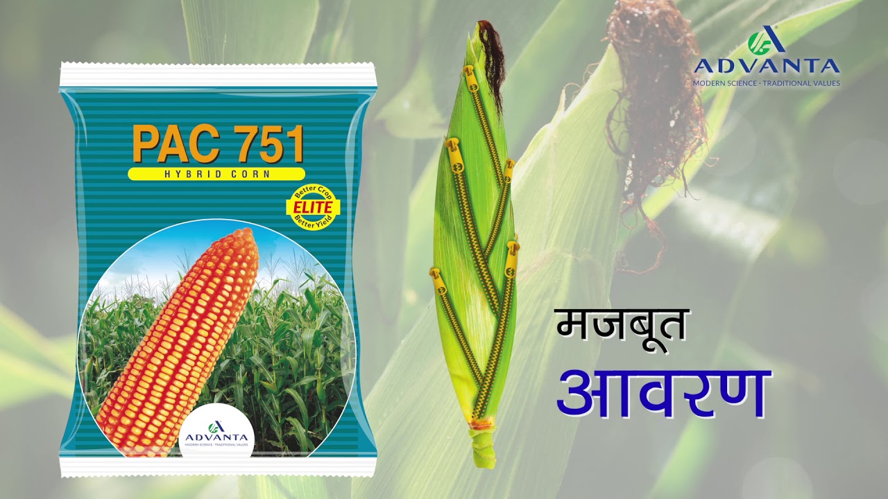 Advanta Hybrid Corn - PAC 751 Elite (Marathi) - YouTube