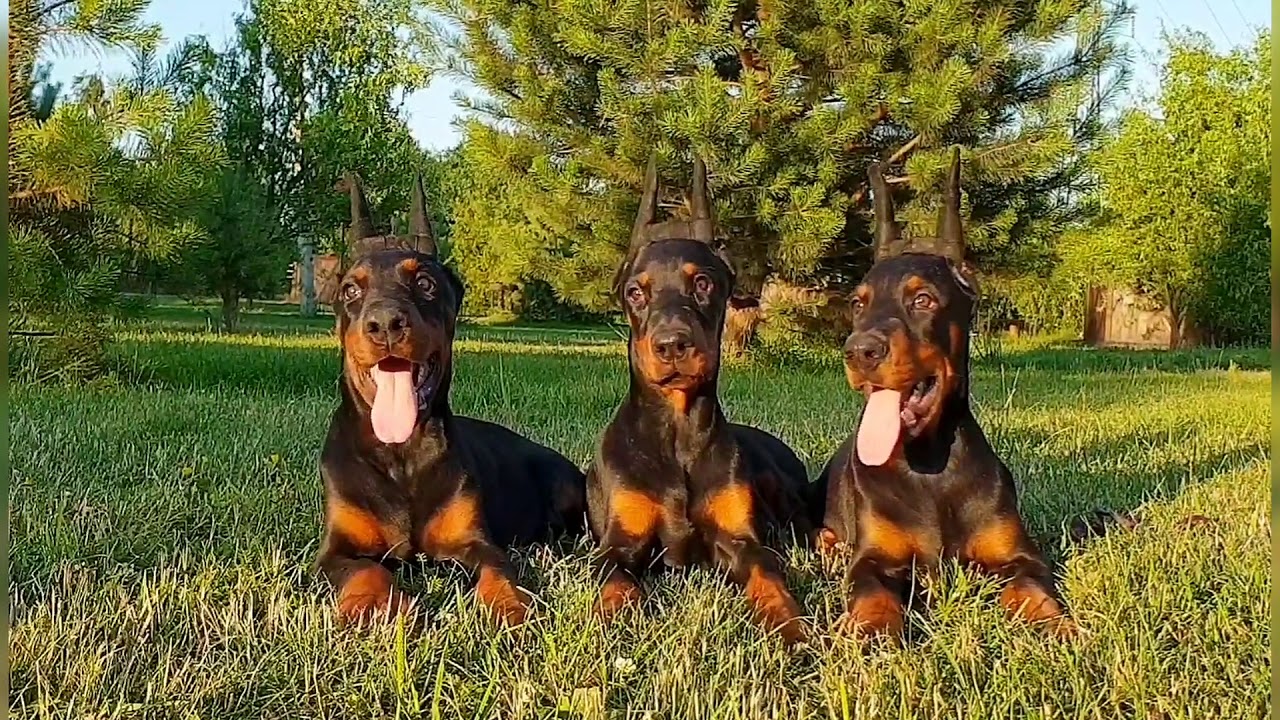 Dobermann puppies from R-litter PRIDE of RUSSIA kennel - YouTube