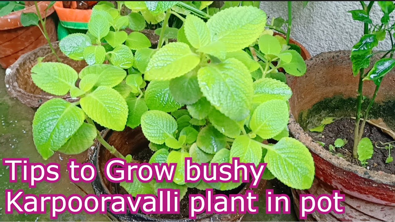 கற்பூரவல்லி செடியை அடர்த்தியாக வளர்ப்பது எப்படி | Growing Pushy ...