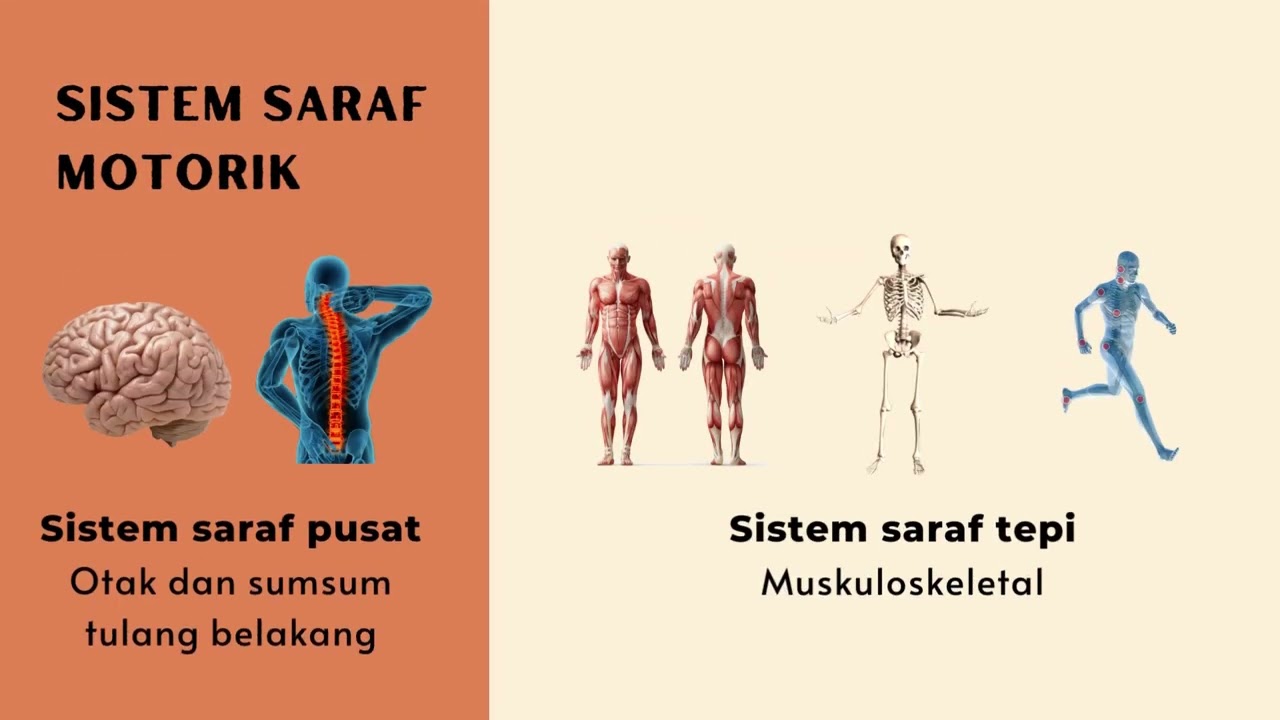 Psikologi : Sistem sensorik dan motorik - Husna Ainun Azzahra - YouTube