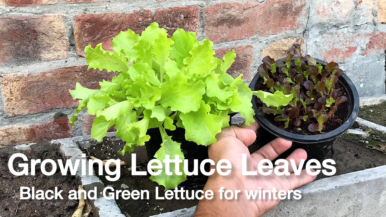 Growing lettuce | How to grow lettuce at home | Green and Black lettuce ...