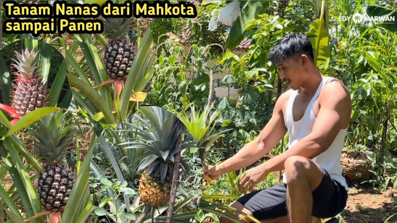 PROSES MENANAM NANAS SAMPAI BERBUAH - YouTube