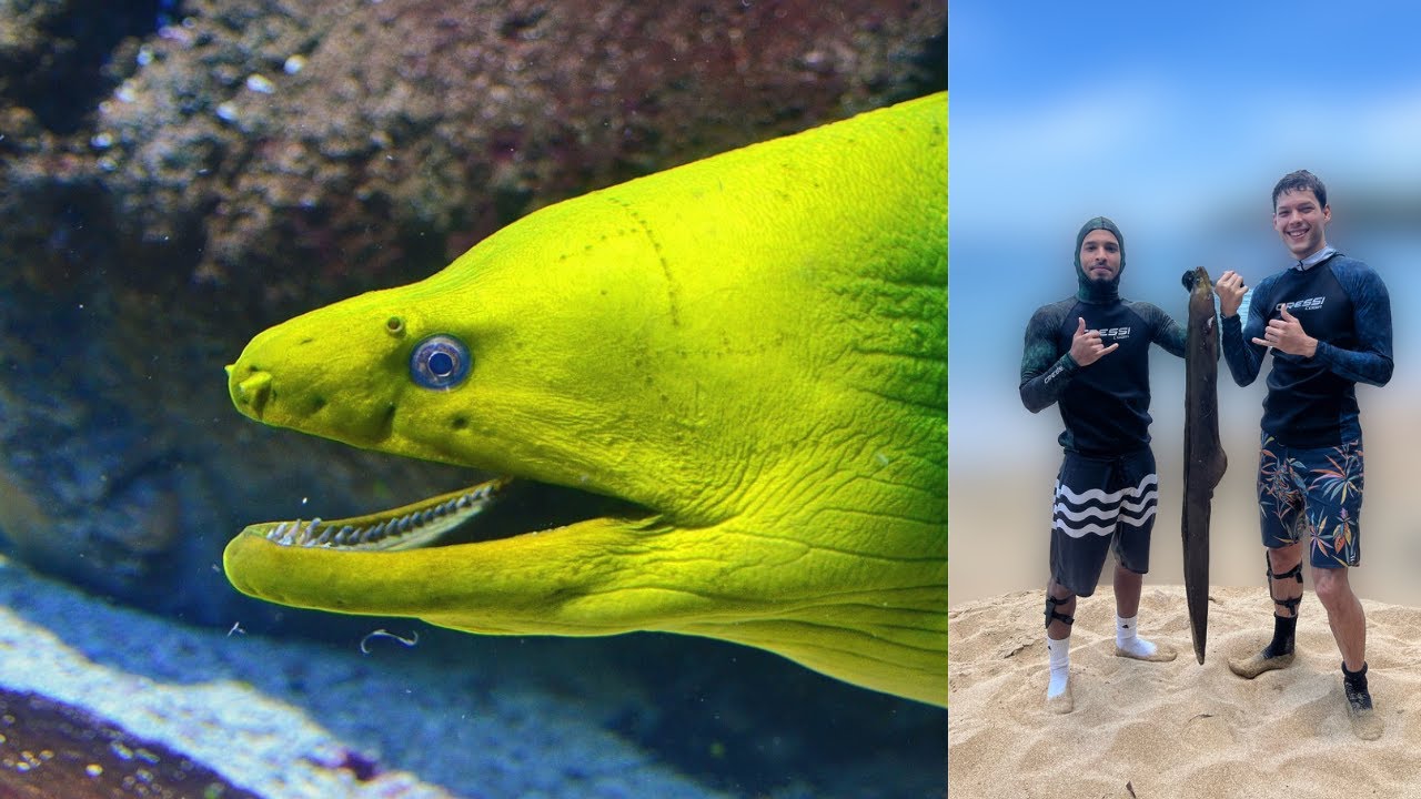 PESCAMOS UN CONGRE en Puerto Rico (Spearfishing/Pescasub) - YouTube