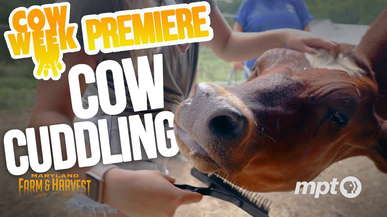 Cow Cuddlers | Cow Week MF&H - YouTube