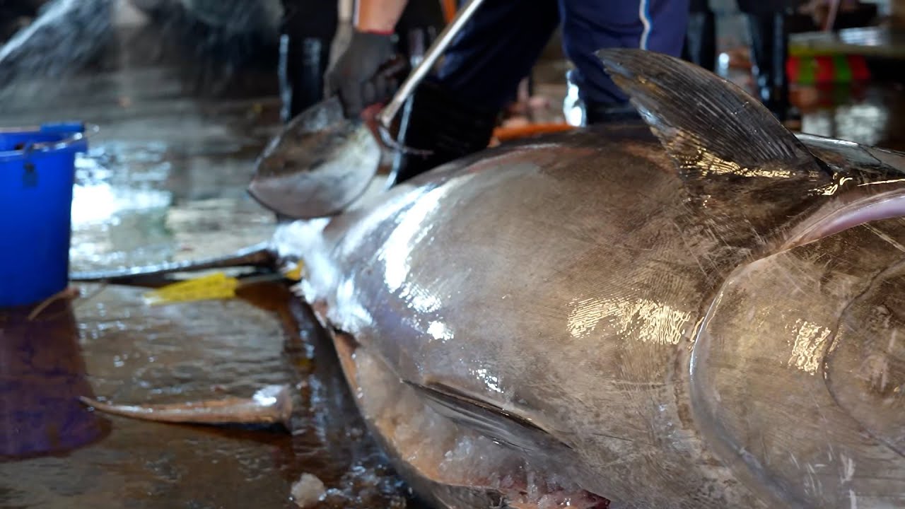Amazing expensive premium sashimi cut on site - YouTube