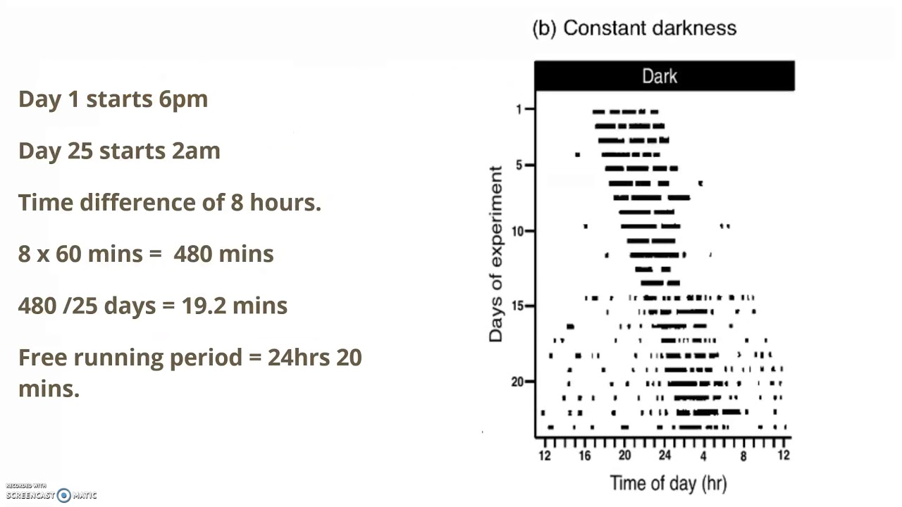 Actogram video - YouTube