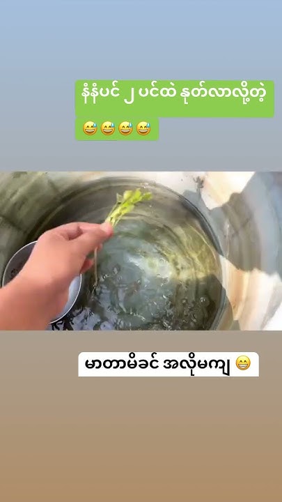 နံနံပင် နုတ်ခြင်း အတတ်ပညာ 😁 Youtube