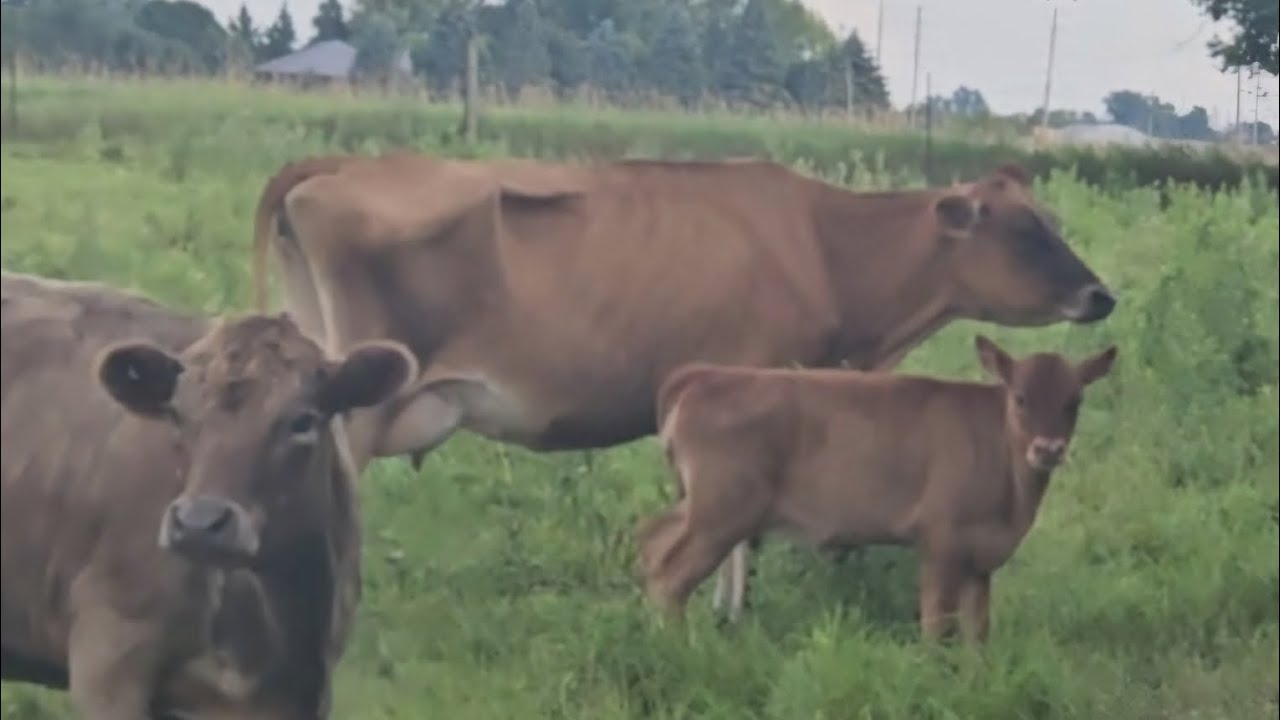 Did The cows get out ? - YouTube