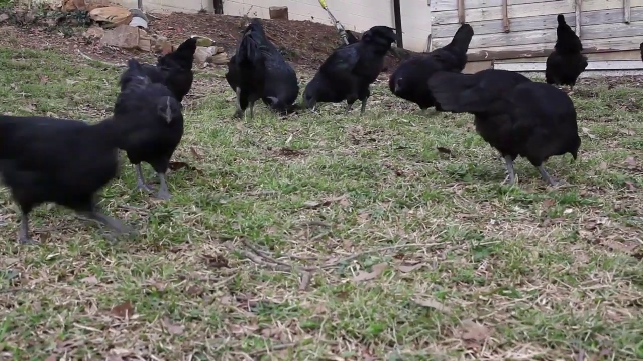 Post Oat Jitters: Ayam Cemani Chickens Get Edgy After Oatmeal Snack ...