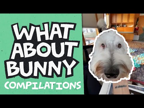 Is Bunny The Dog Still Sassy?