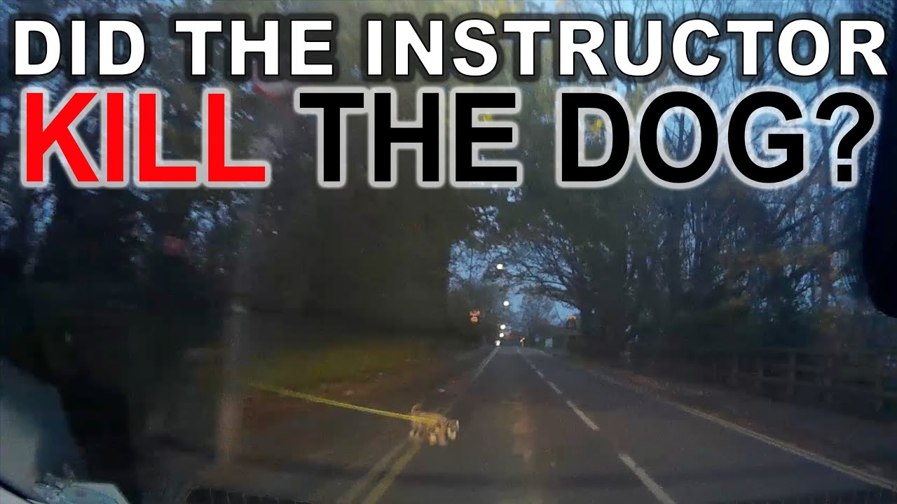 Did the Instructor Kill the Dog? - YouTube