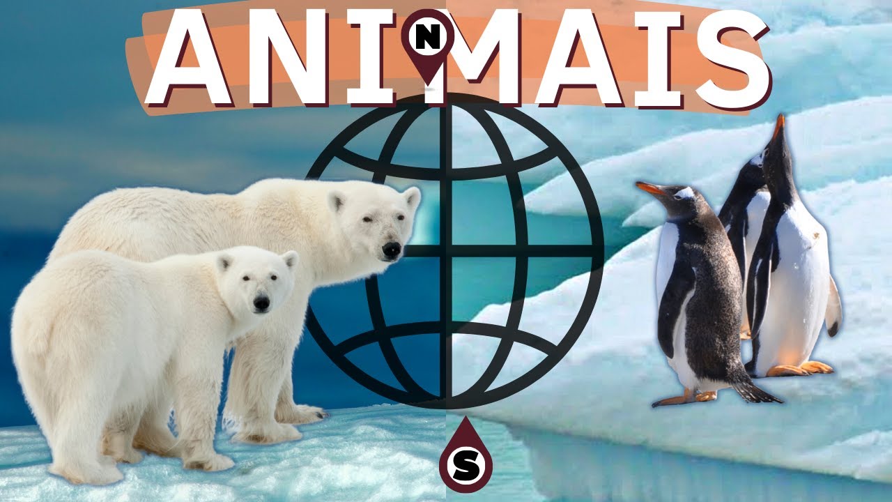 Animais Terrestres Do Artico Página 2 | Vetores De Animal Artico