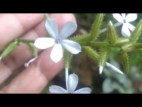 Doctor bush plant#വെള്ളക്കൊടുവേലി#चित्रक #white lead wort - YouTube