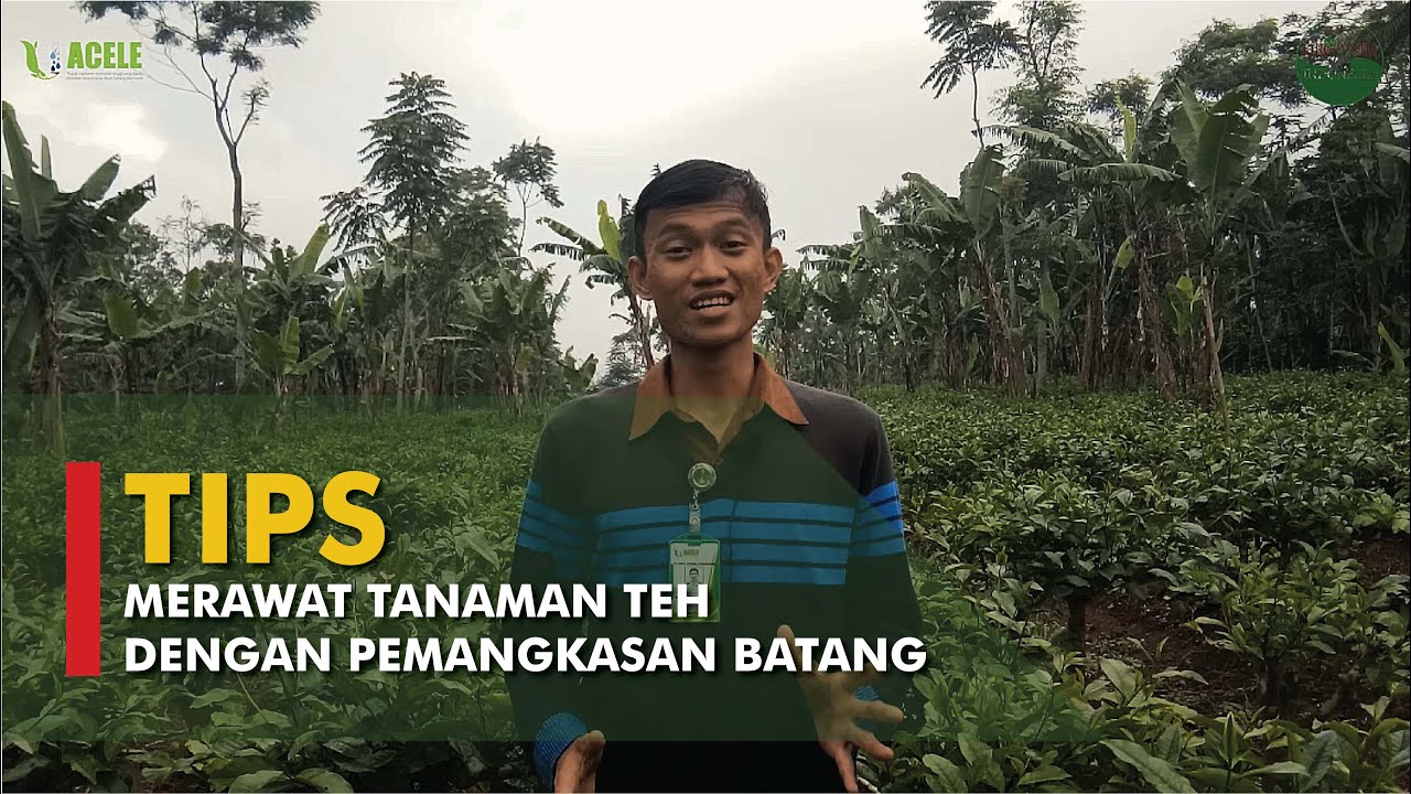 TIPS BUDIDAYA TANAMAN TEH - YouTube