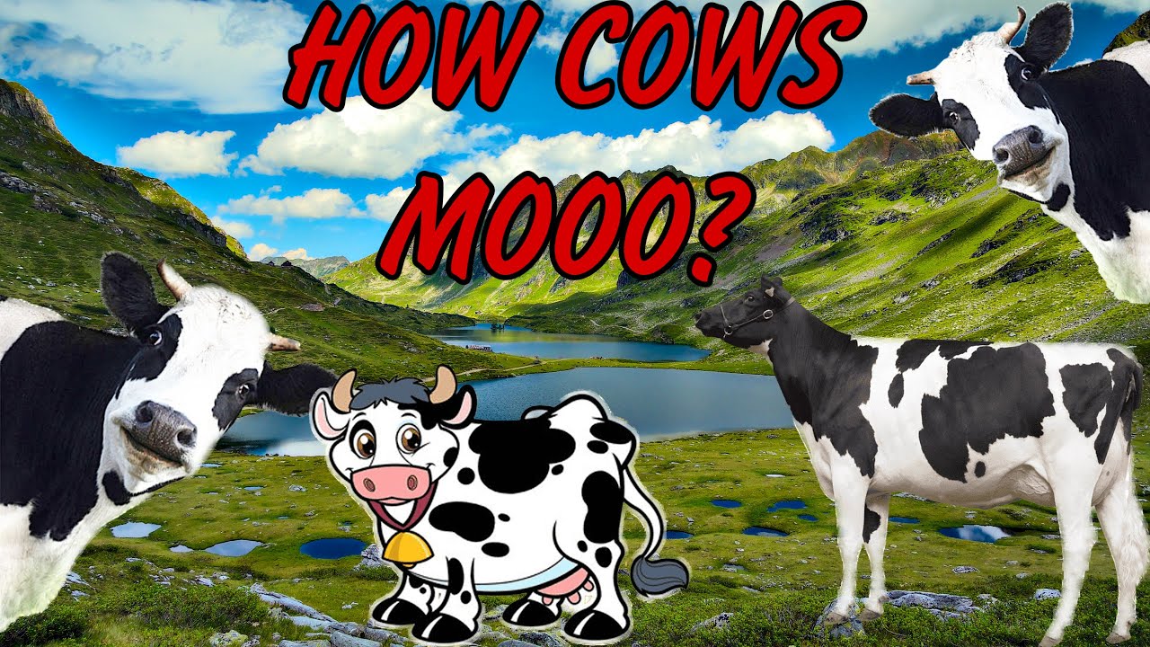 Cow Sounds - learn about cows, Cow video, How Cow mooing - farm animal ...