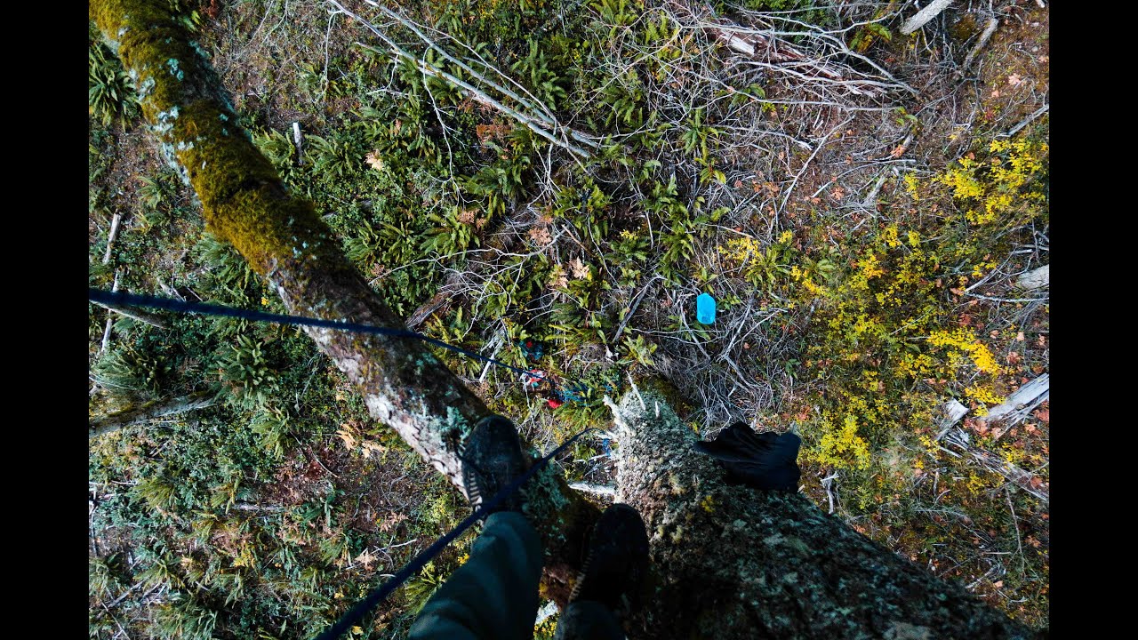 Tree Climbing Fail | Wrap Up at 58 ft | Climbing Large Pine Tree - YouTube