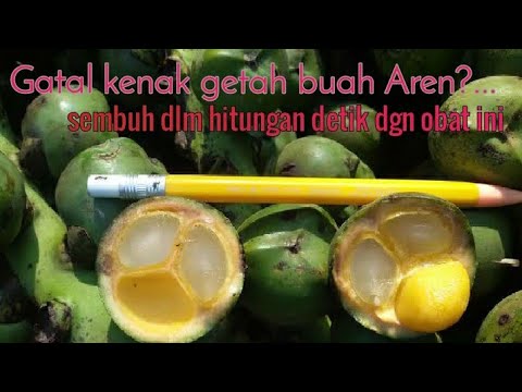 Obat Superjitu mengobati gatal kenak getah buah aren|| petani Nira/Aren ...