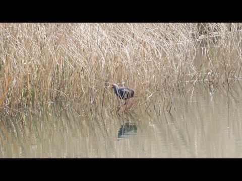 Bio Birecik.Saz horozu/Purple Swamphen/Porphyrio porphyrio...Türkey