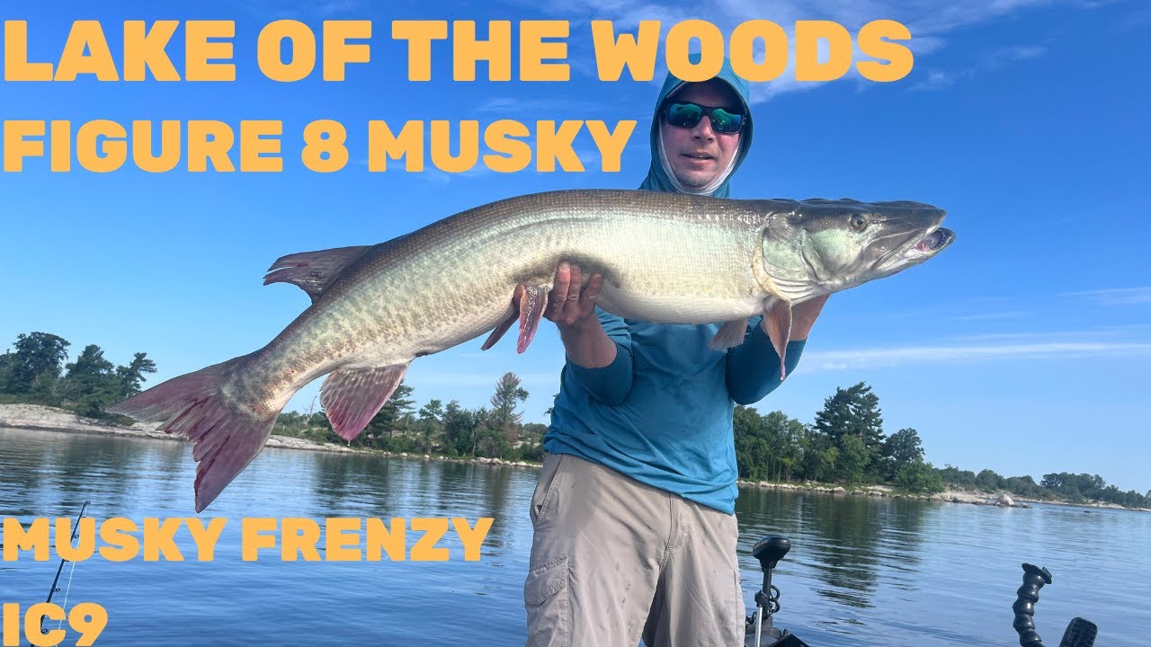 Big Musky Eats in Figure 8 on Lake of the Woods - YouTube
