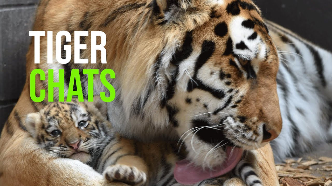 Tiger Cub Chat With Minnesota Zoo Keepers and Vets - YouTube