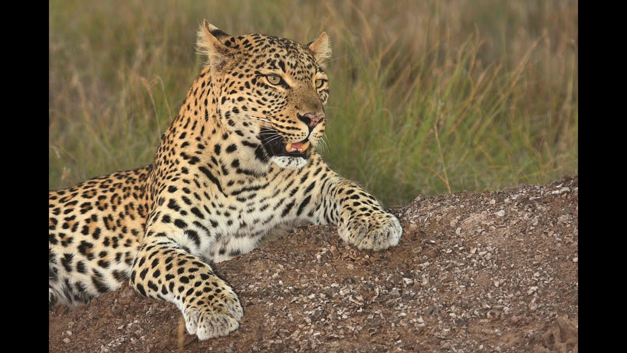 Tracking leopard at Shamwari Game Reserve. - YouTube