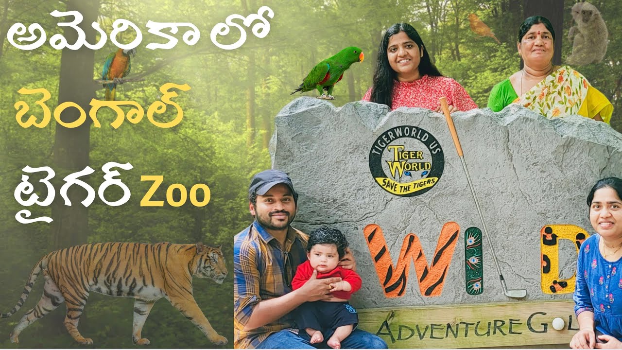 అమెరికా lo బెంగాల్ టైగర్ Zoo 🐅 - YouTube