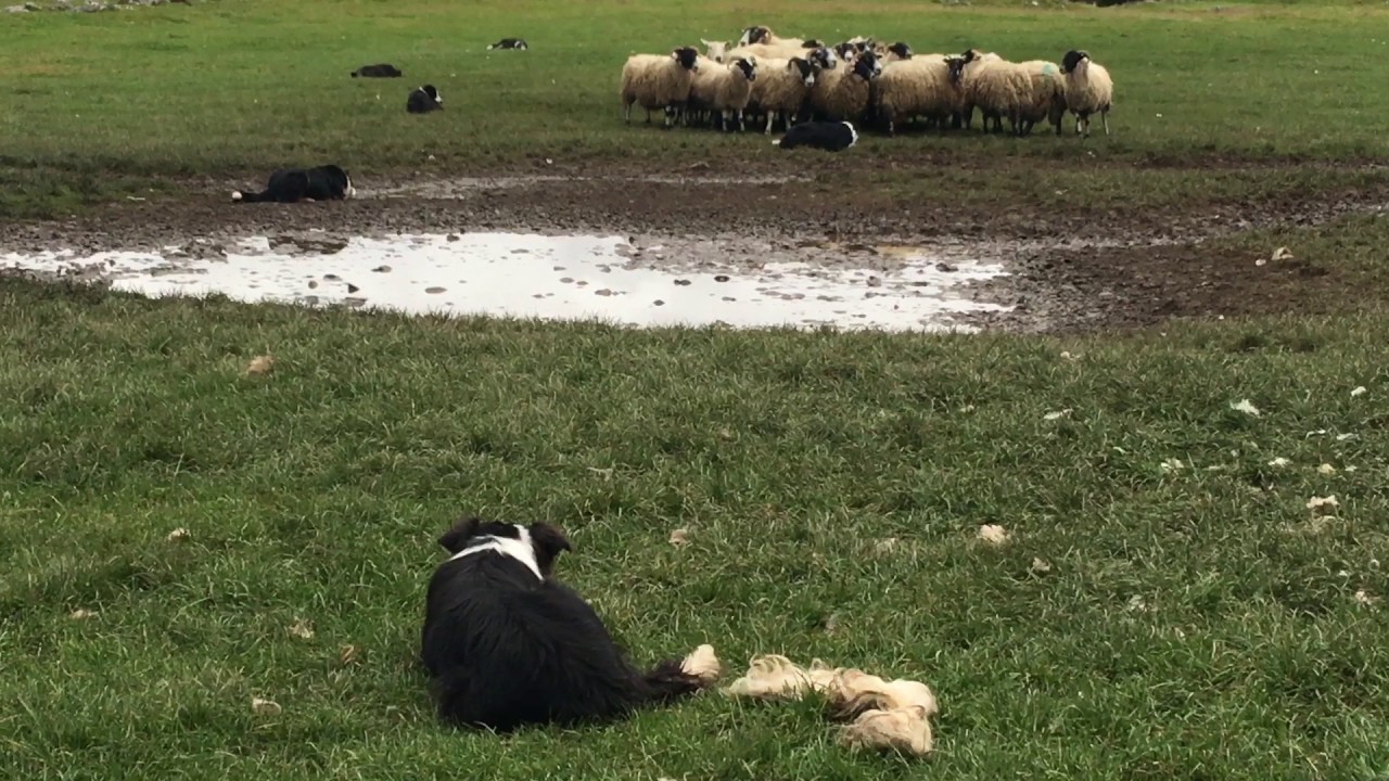 Sheepdog Puppies - YouTube