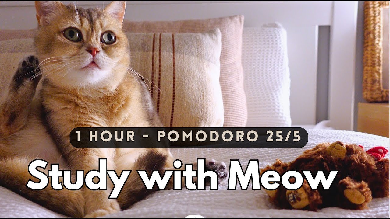 1-Hour Study with Me 🐈 | Pomodoro 25-5 | Relaxing Music | Stay with ...