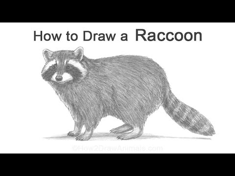How to Draw a Raccoon - YouTube