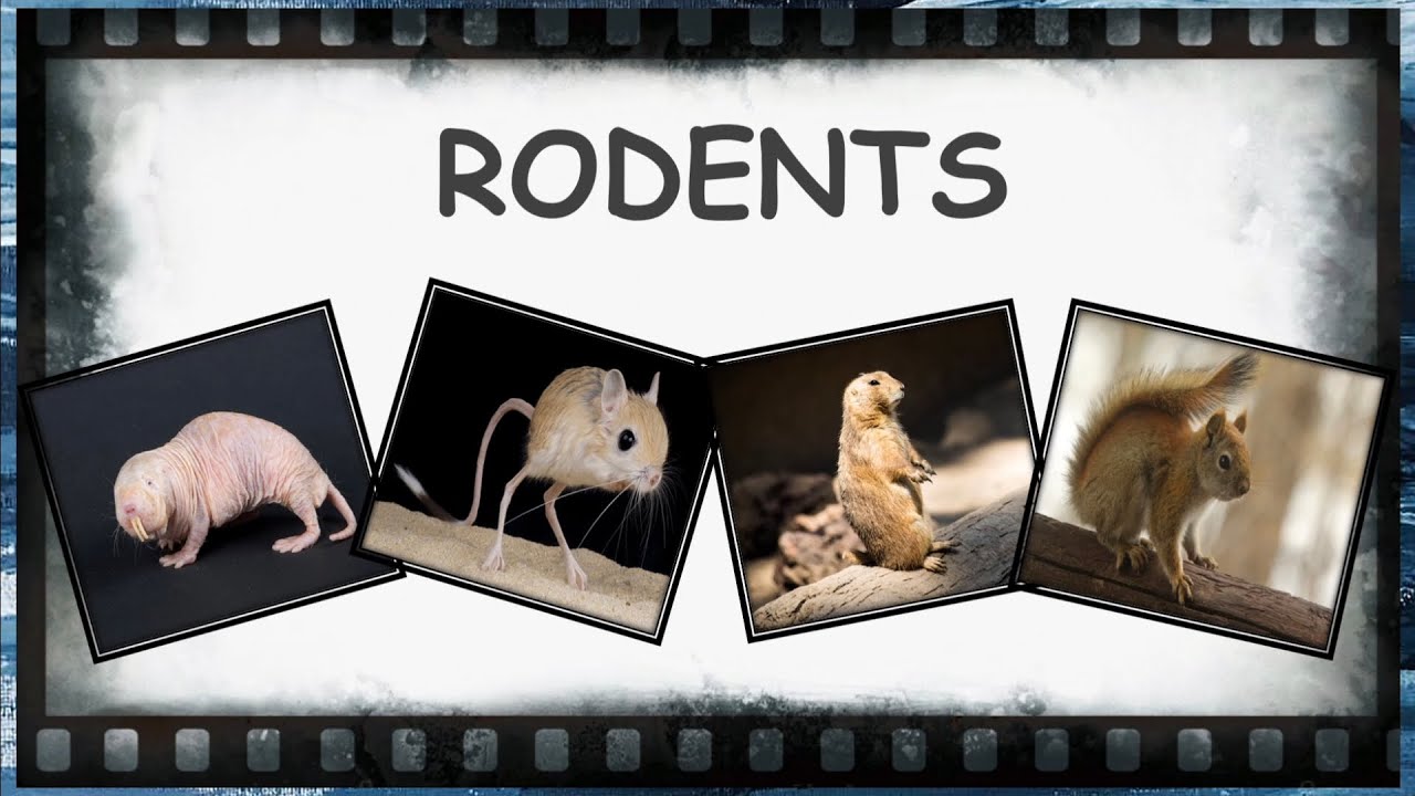 Rodents #learningvideos #animals #rodent #mammals #kids - YouTube