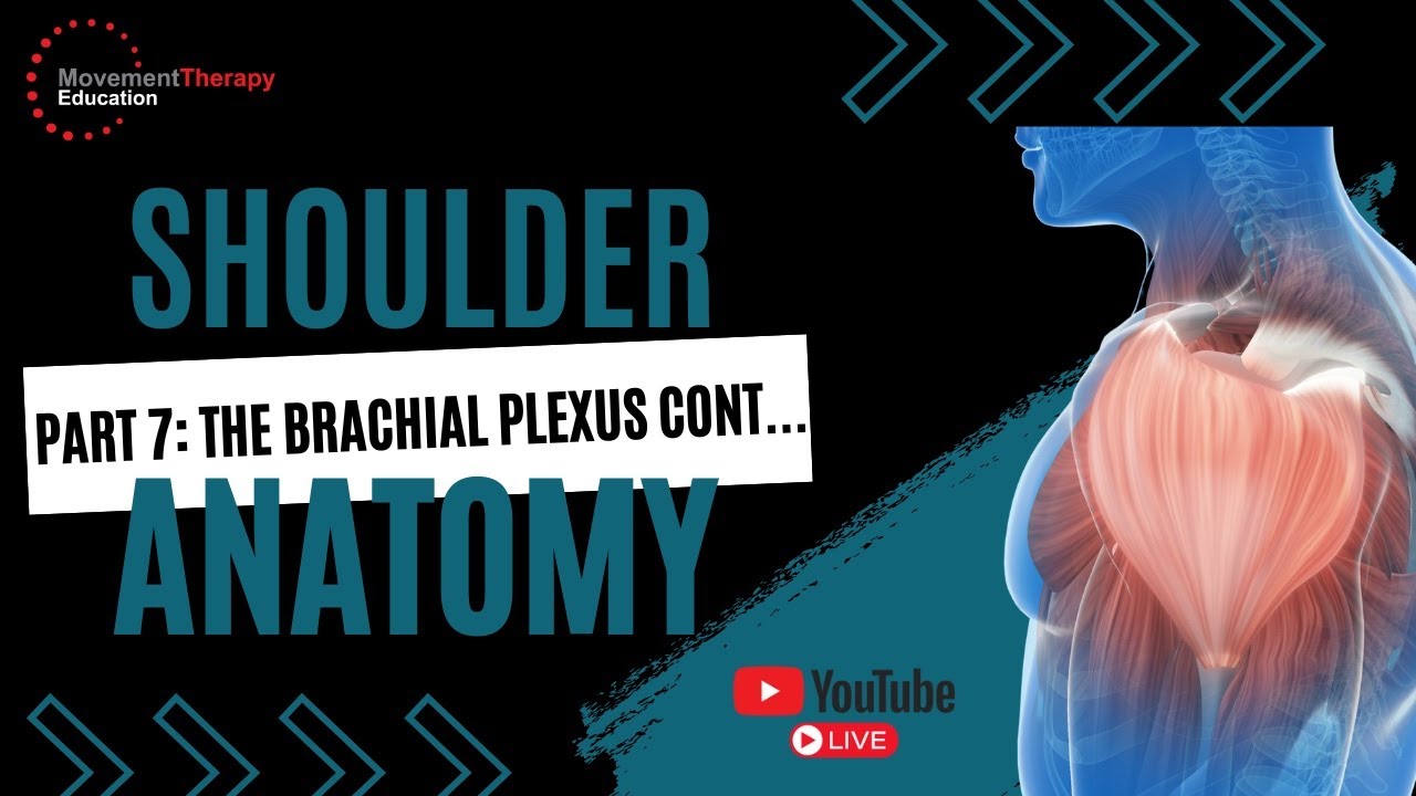 Brachial Plexus Lateral Cord | Complete Anatomy Breakdown - YouTube