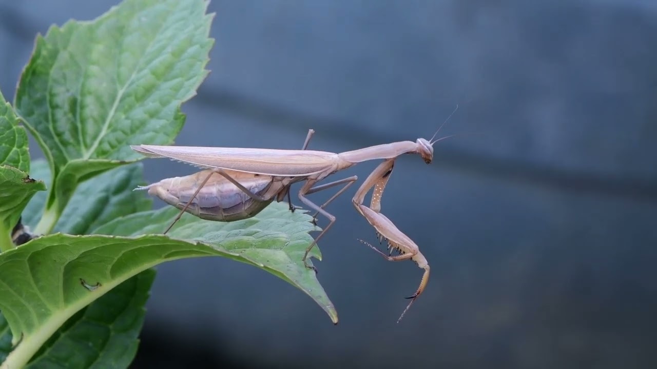 Rjava bogomolka, 19.8.2022 - YouTube