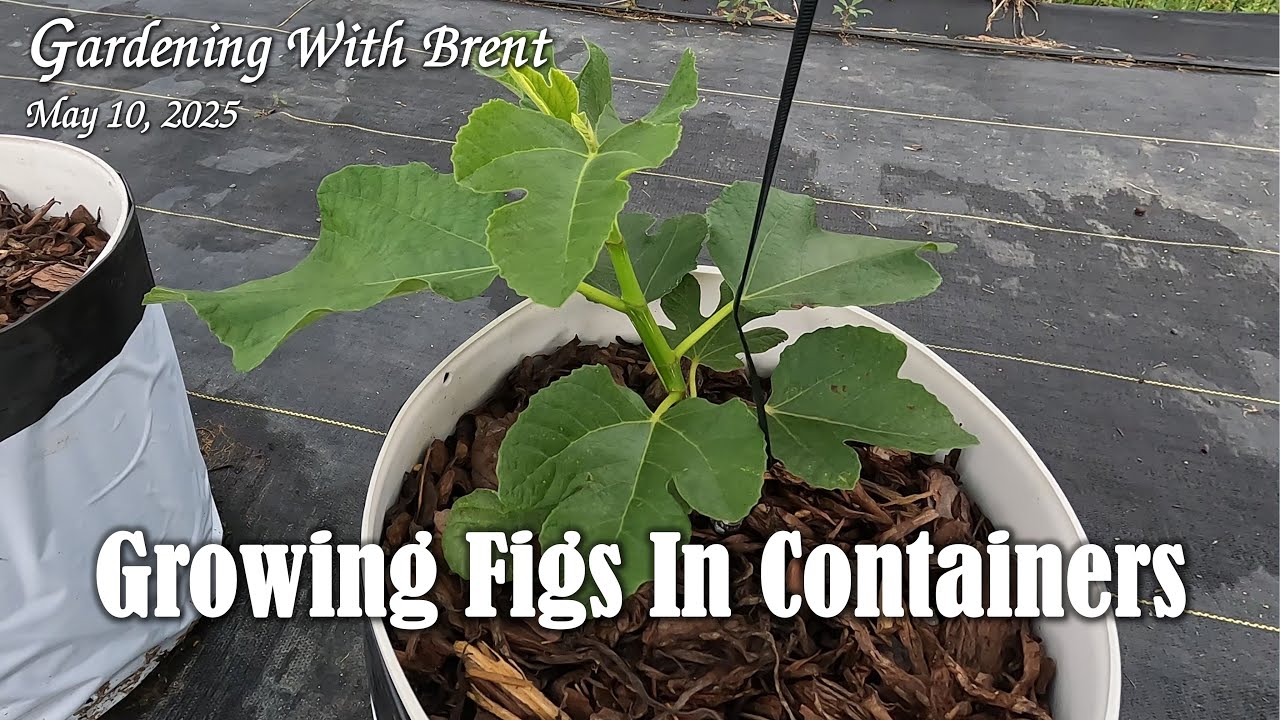 Growing Figs in Containers - YouTube
