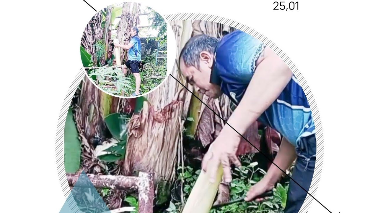 Manuk Tuai Gulai Upa Pisang / Ayam betelur campur umbut pisang - YouTube