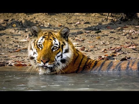 BBC Big Cats - Behind the scenes of Swamp tiger in Sunderbans - YouTube
