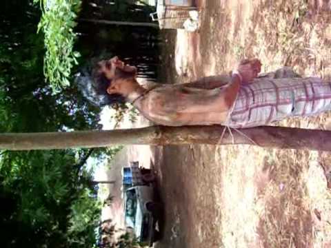 Thiago Correa tbk Carnaval 2009