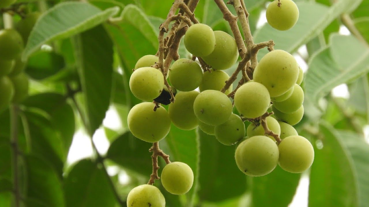 Jungle trees series by Amit Nayak Ph.D(Forestry), Discussion on Garuga ...