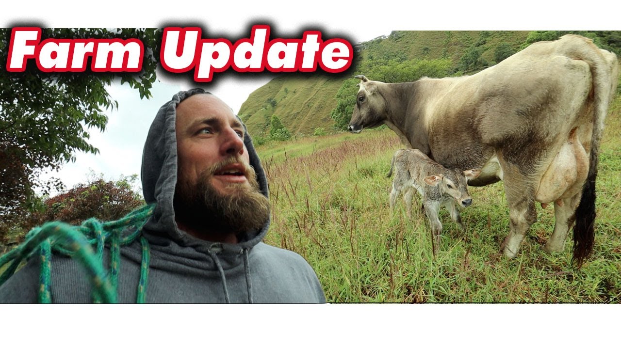Farm update | New Lambs, New Cows | Fresh Colostrum and Raw Honey - YouTube