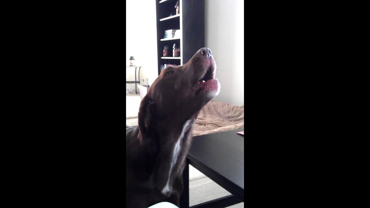 Matt howling - YouTube