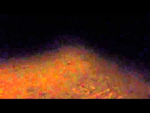 Black cobra snake super super poop fail - YouTube