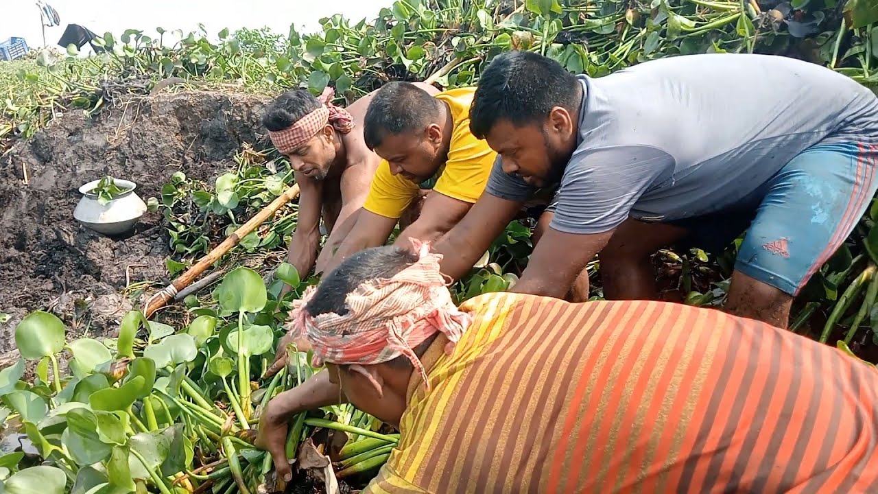 What A Fishing Technique!! People Catching Fish under Weeds!!! - YouTube
