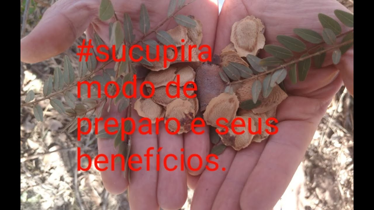Como preparar a sucupira para uso. - YouTube