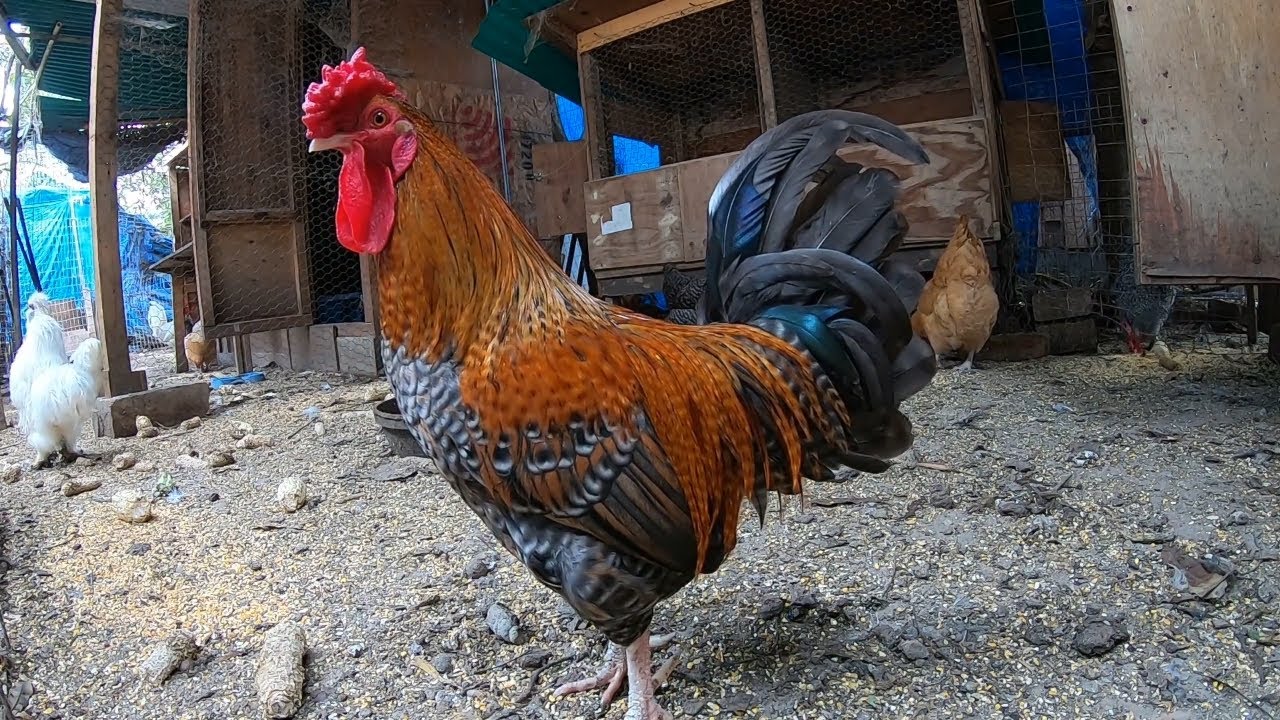 Rooster Crowing Compilation! Continuous Rooster Crowing Edit! - YouTube