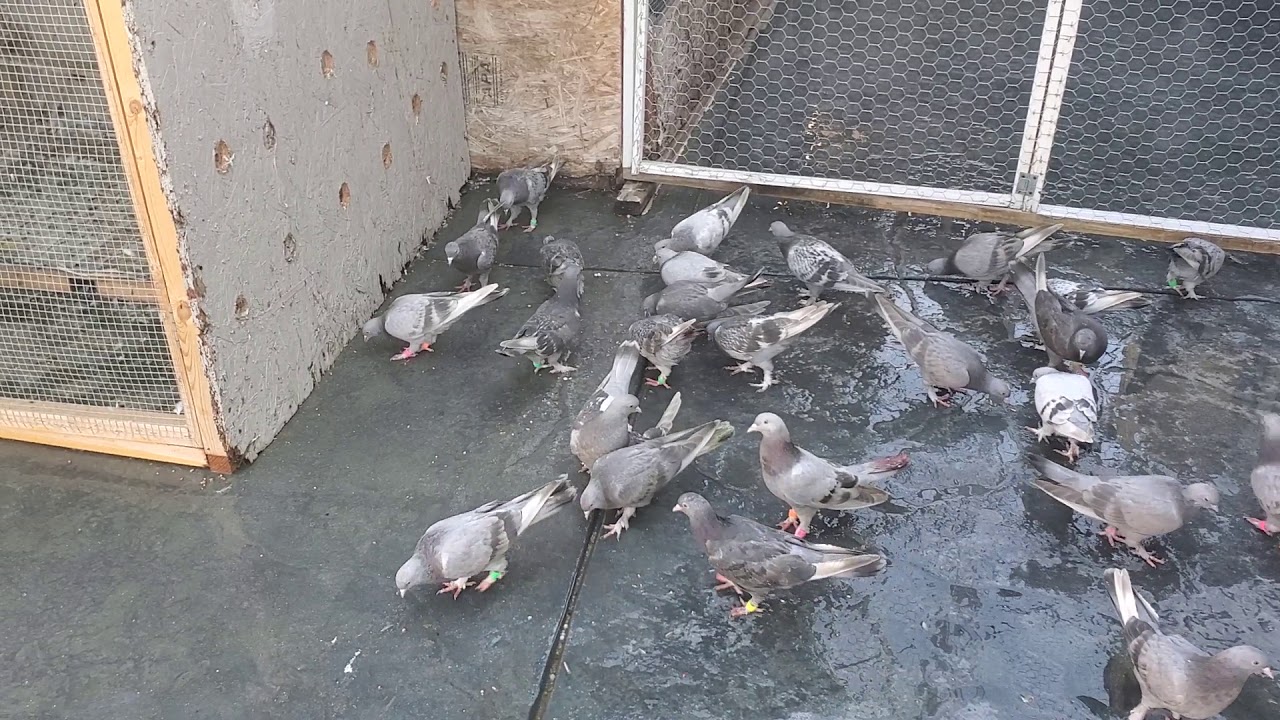 Iraqi pigeons عجب وبط - YouTube