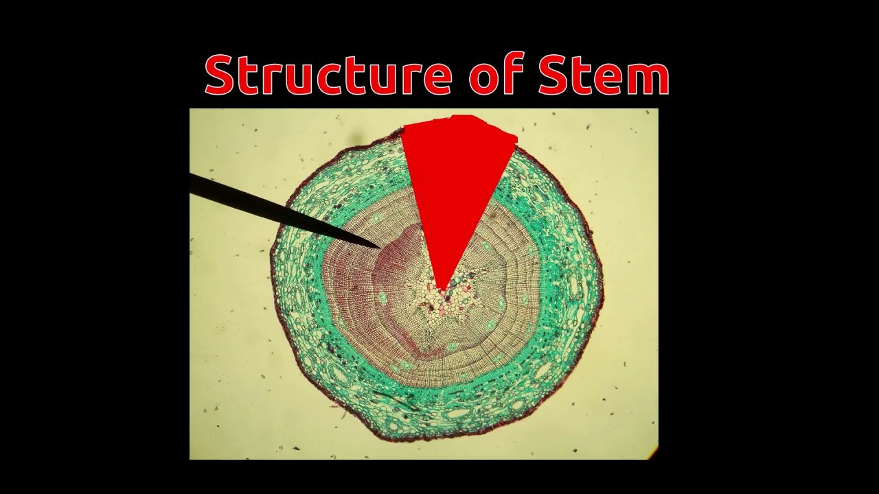 Structure Of Stem - YouTube