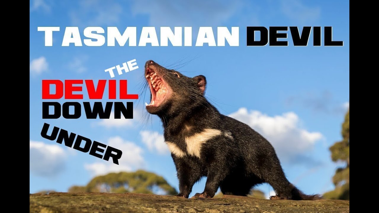 Tasmanian Devil Facts - The Devil Down Under - Animal a Day T Week - YouTube