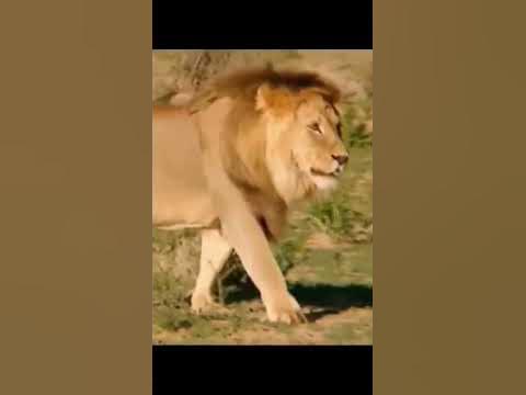 صوت الأسد . تكرار كلمة اسد للاطفال - YouTube