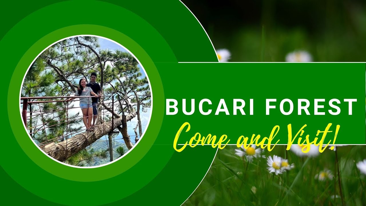 Bucari Forest - YouTube
